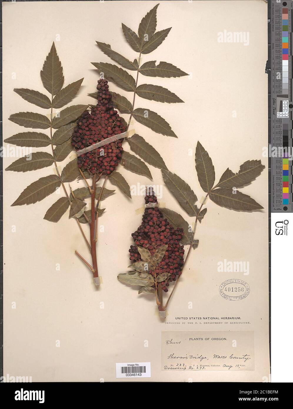 Rhus glabra l hi-res stock photography and images - Alamy