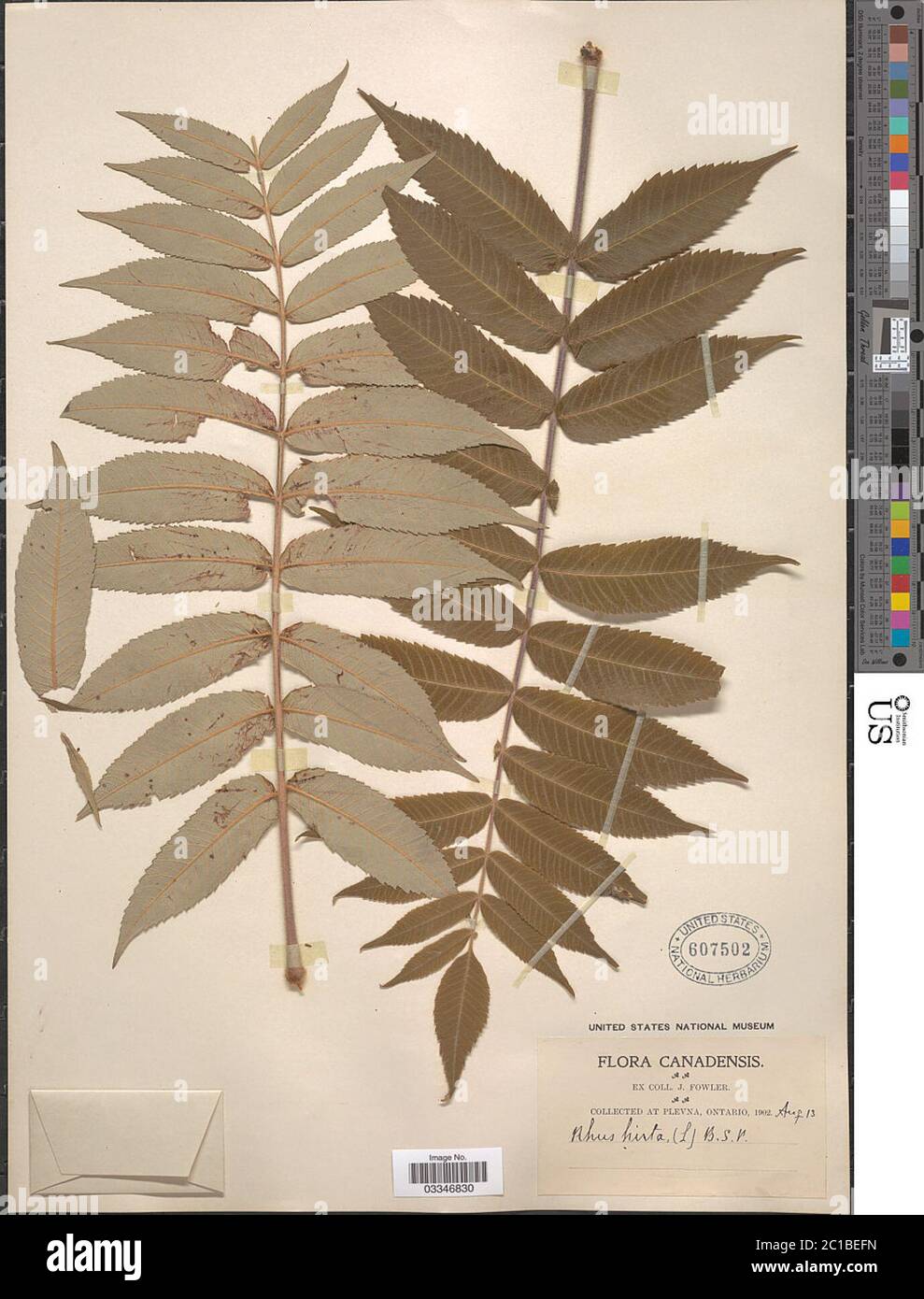 Rhus typhina L Rhus typhina L Stock Photo - Alamy