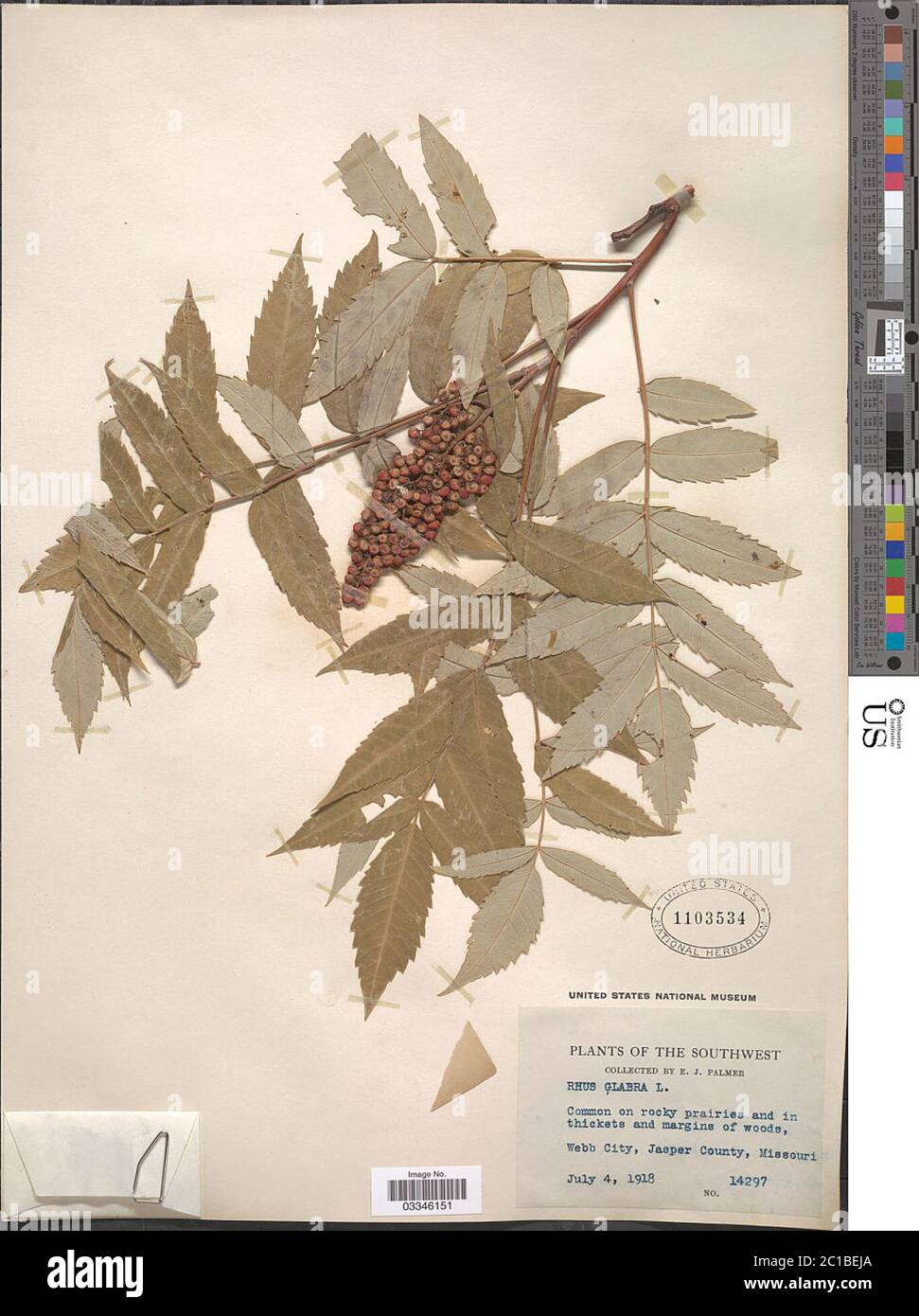 Rhus glabra L Rhus glabra L Stock Photo - Alamy
