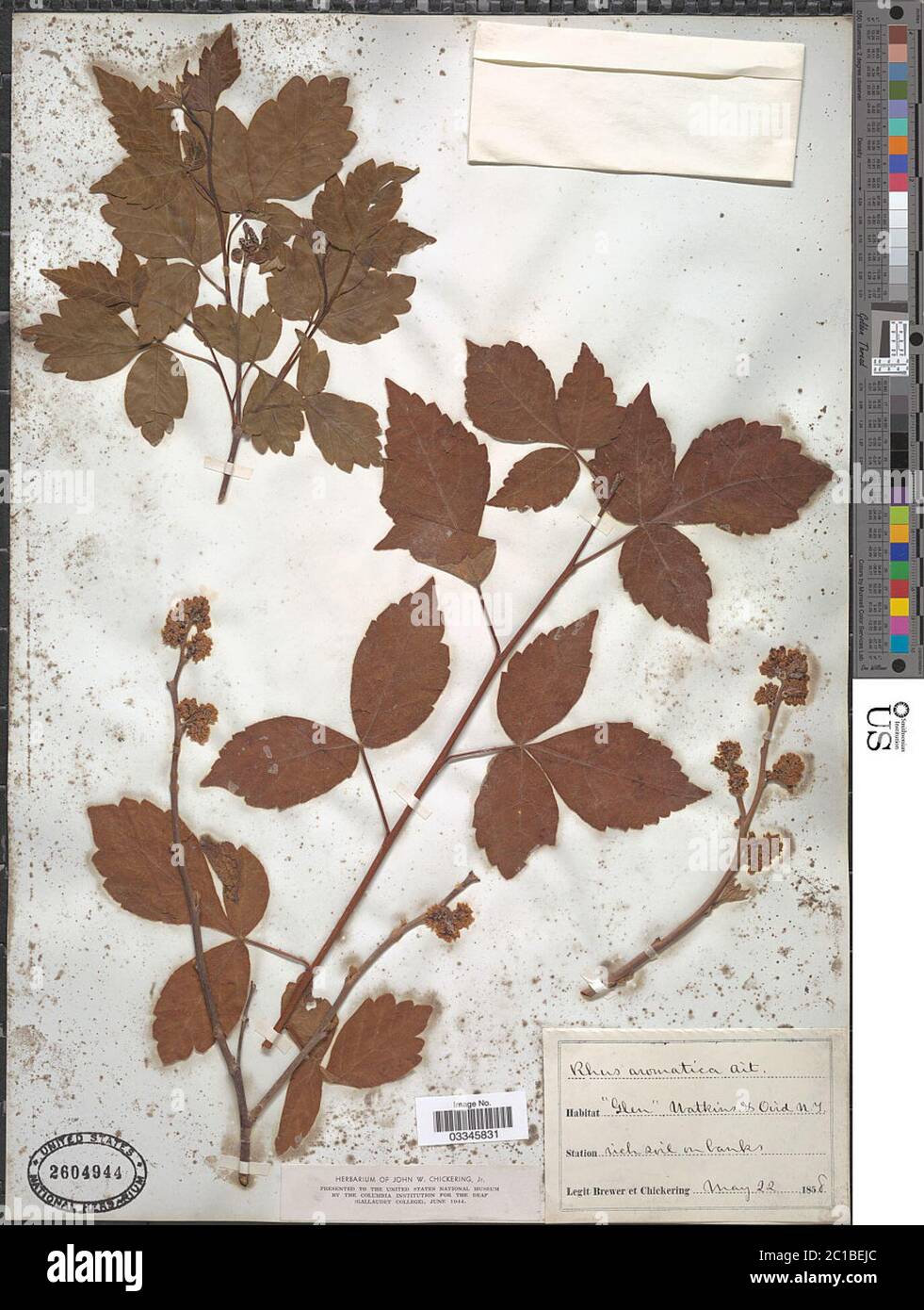 Rhus crenata Thunb Rhus crenata Thunb Stock Photo - Alamy