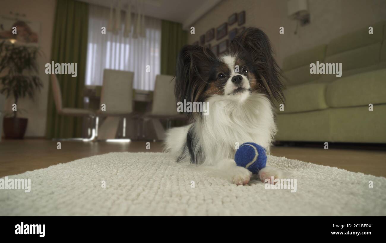 Papillon living hi-res stock photography and images - Alamy