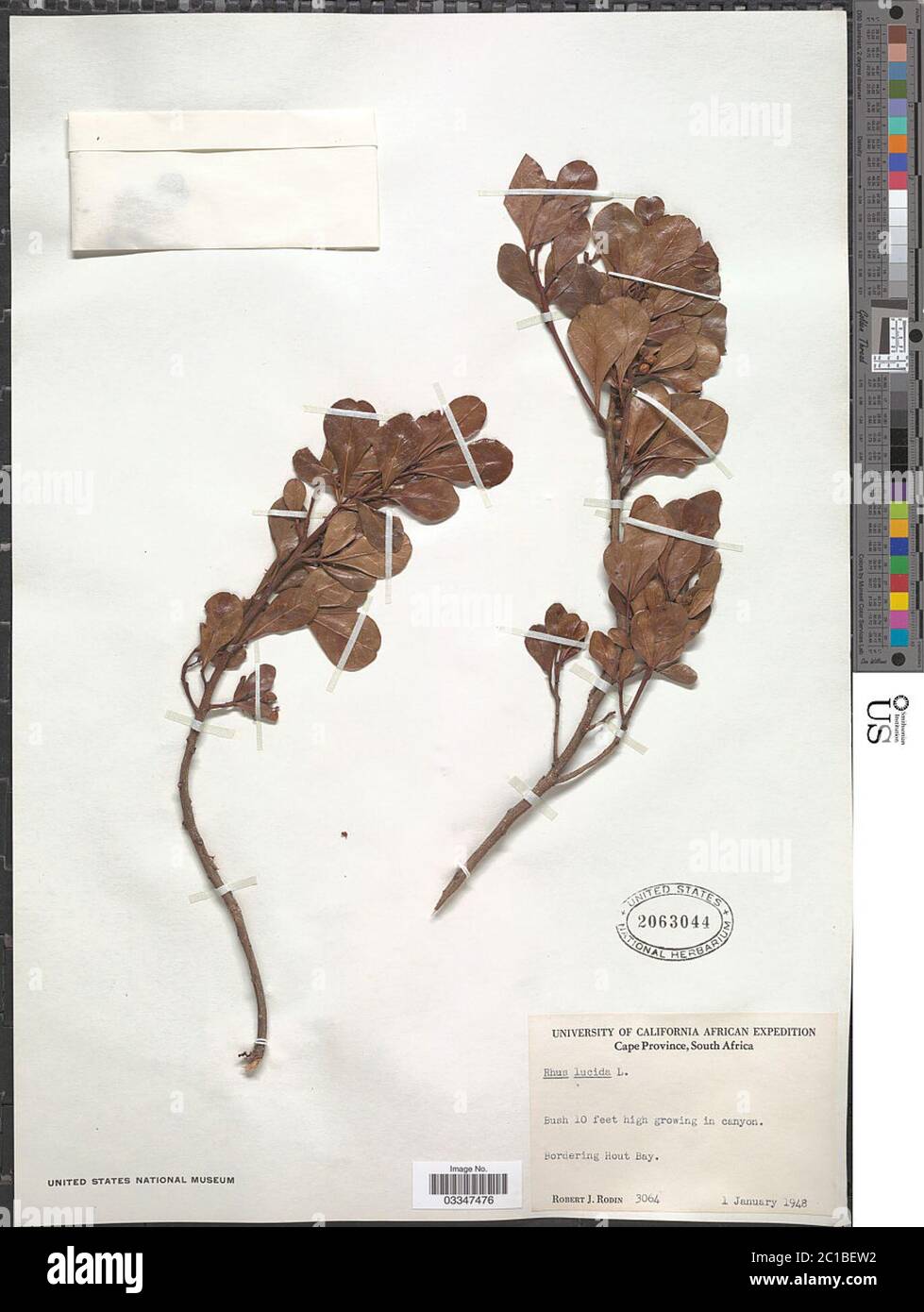 Rhus lucida L Rhus lucida L Stock Photo - Alamy