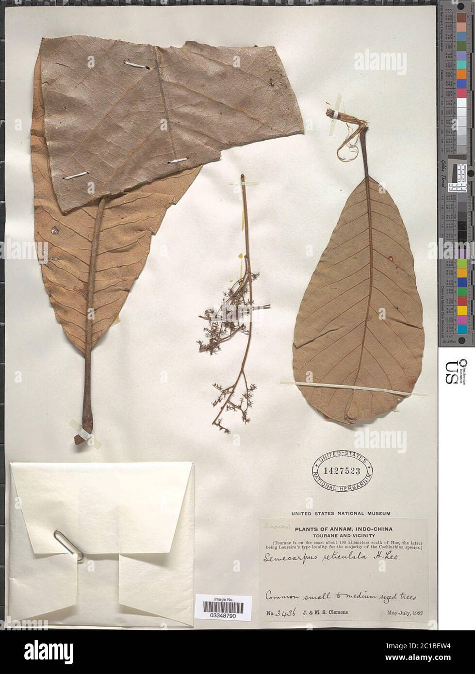 Semecarpus reticulata Lecomte Semecarpus reticulata Lecomte Stock Photo ...