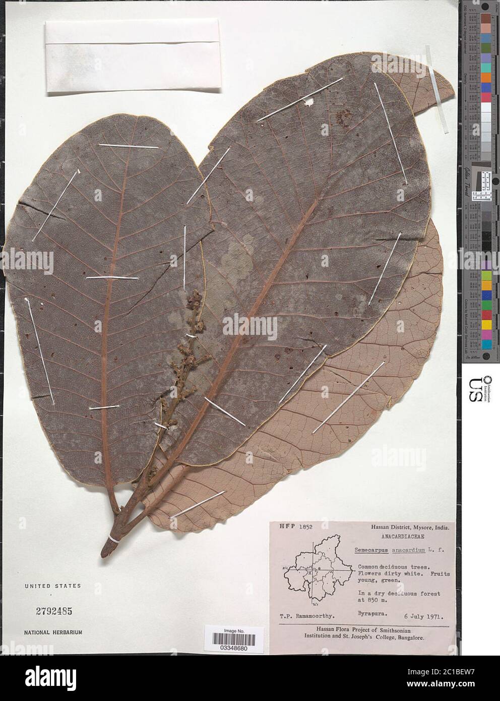 Semecarpus anacardium Semecarpus anacardium Stock Photo - Alamy