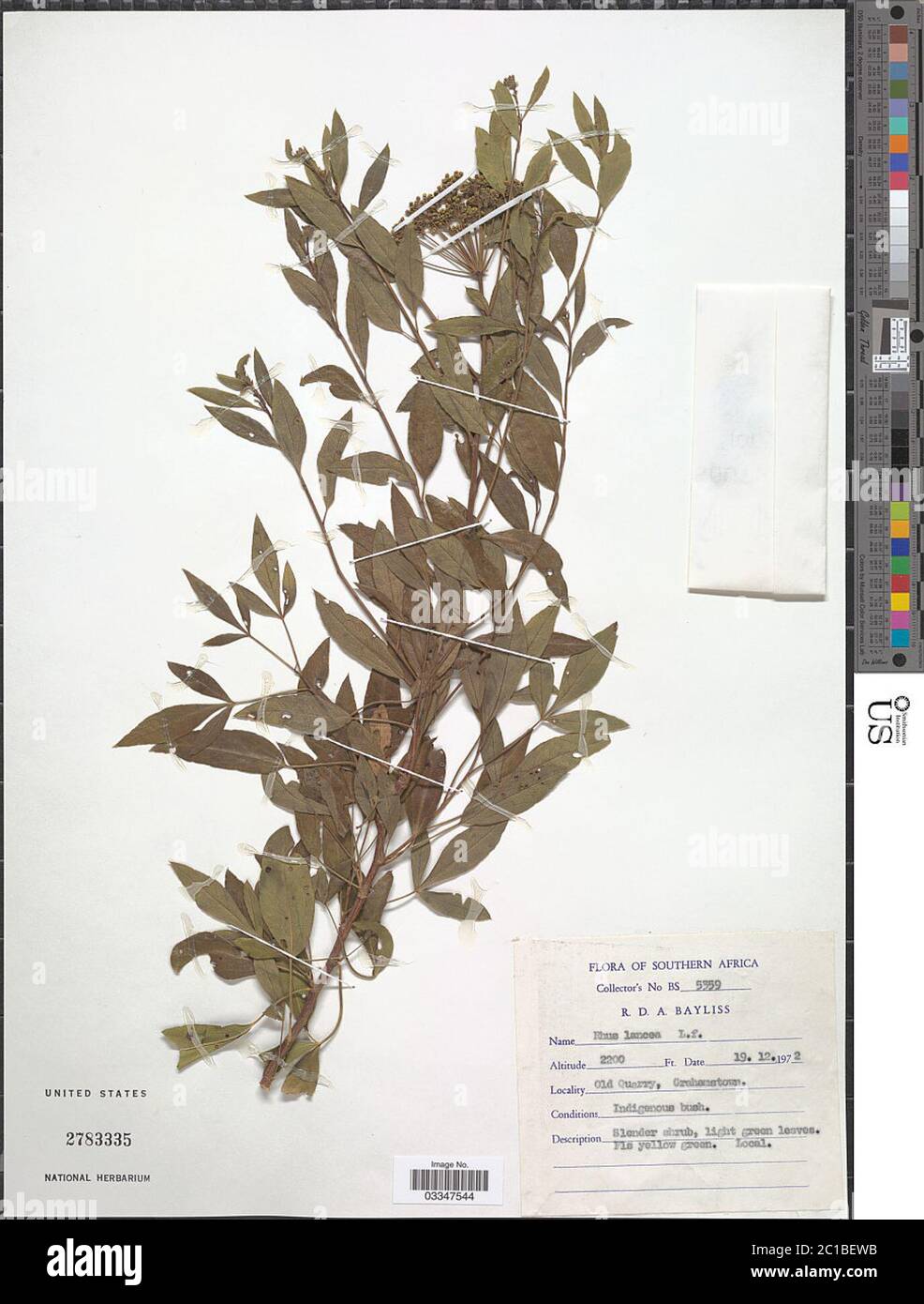 Rhus lancea Rhus lancea Stock Photo - Alamy