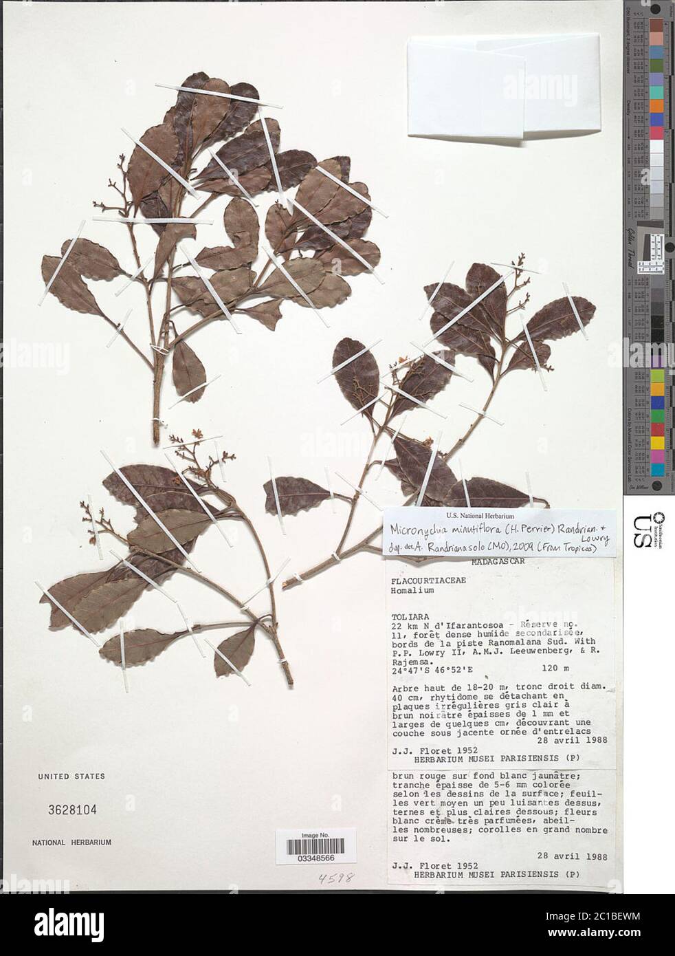 Micronychia minutiflora H Perrier Randrian Lowry Micronychia ...