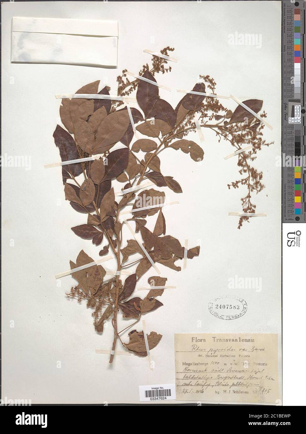 Rhus pyroides hi-res stock photography and images - Alamy