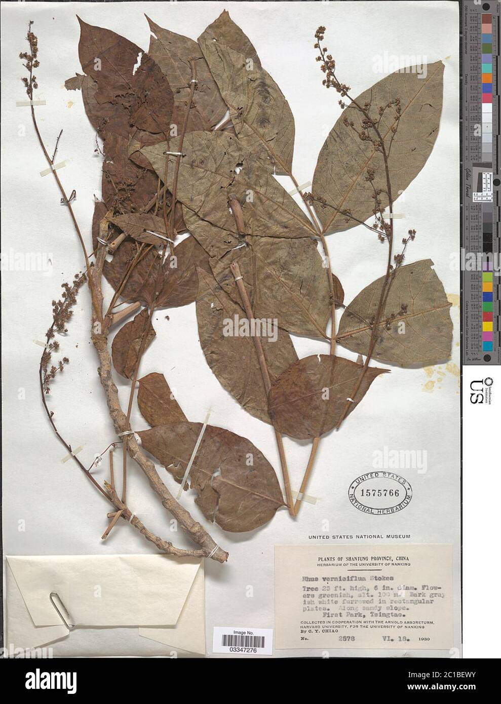 Verniciflua hi-res stock photography and images - Alamy