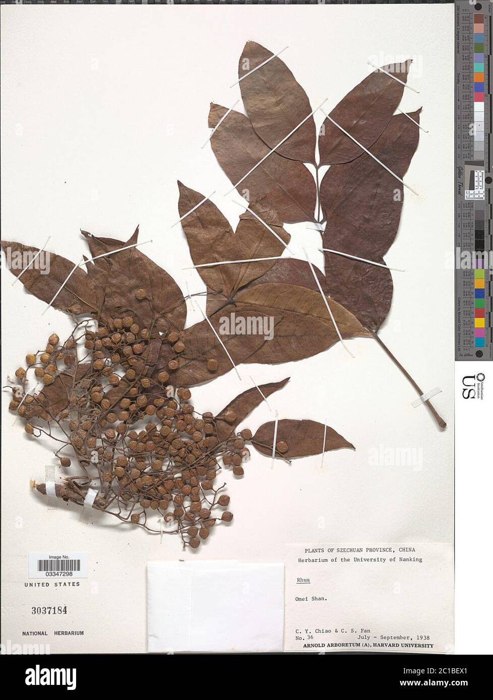 Rhus sp Rhus sp Stock Photo - Alamy