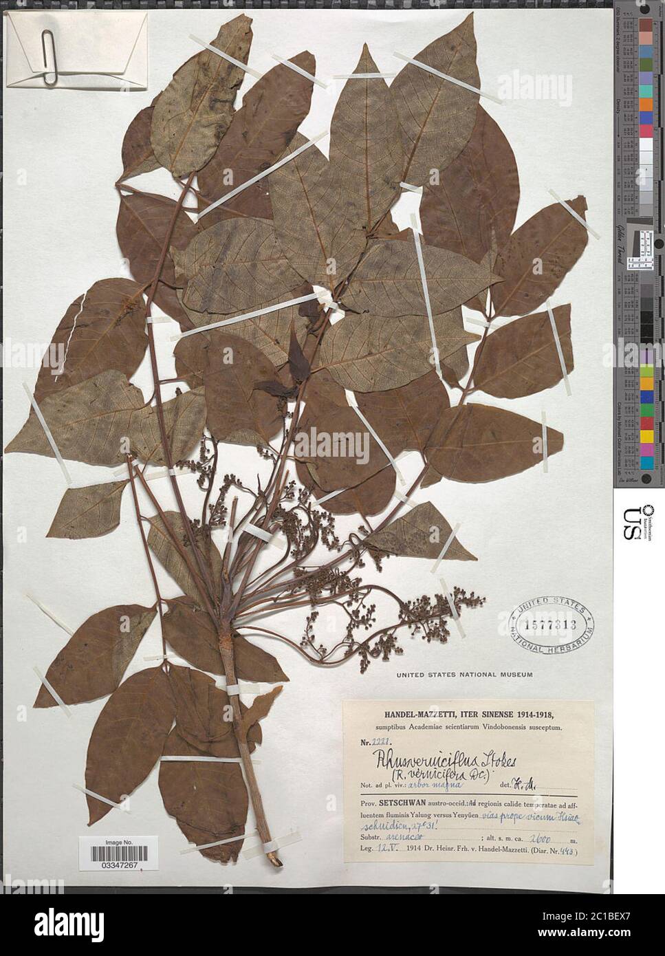 Rhus verniciflua Rhus verniciflua Stock Photo - Alamy