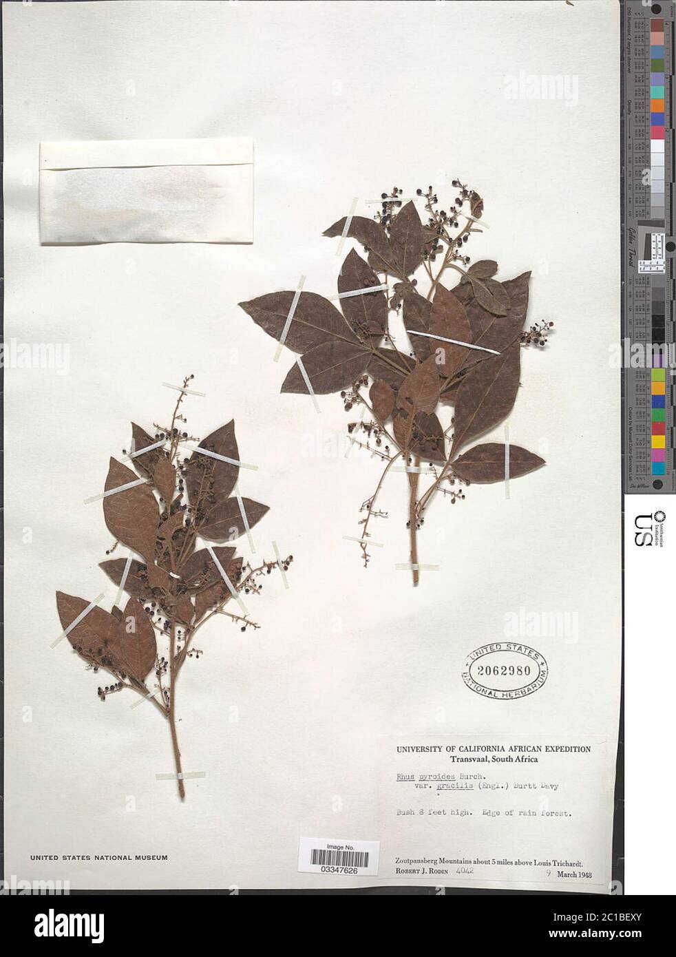 Rhus pyroides hi-res stock photography and images - Alamy