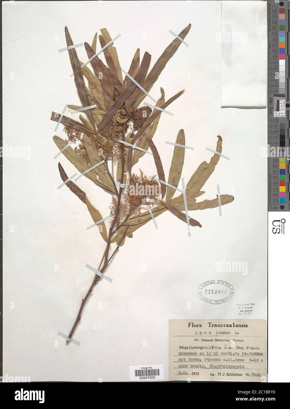 Rhus lancea Rhus lancea Stock Photo - Alamy