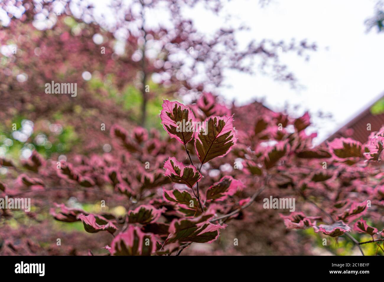 Beautiful decorative beech Stock Photo - Alamy