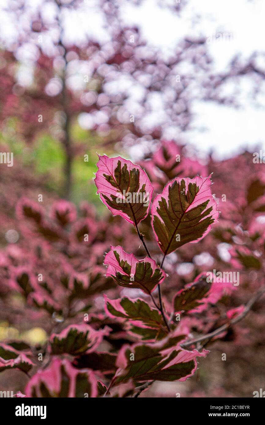 Beautiful decorative beech Stock Photo - Alamy