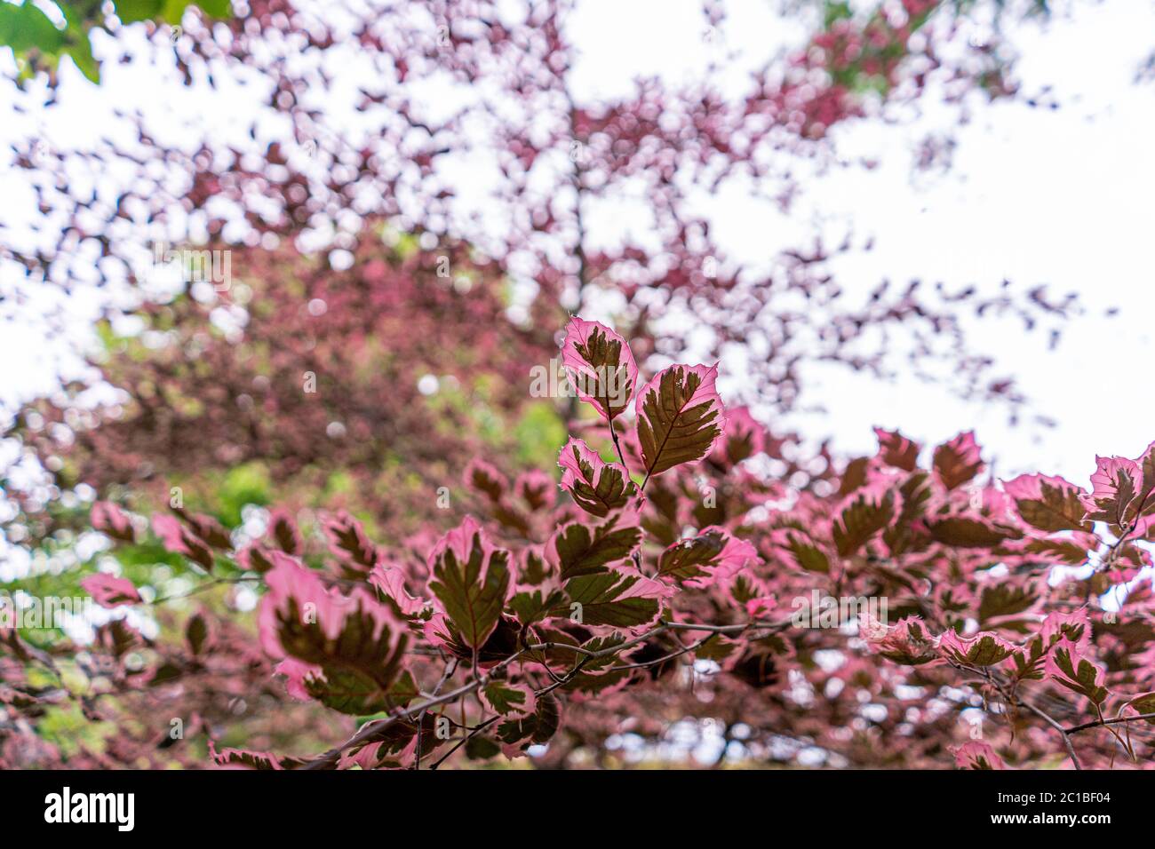 Beautiful decorative beech Stock Photo - Alamy