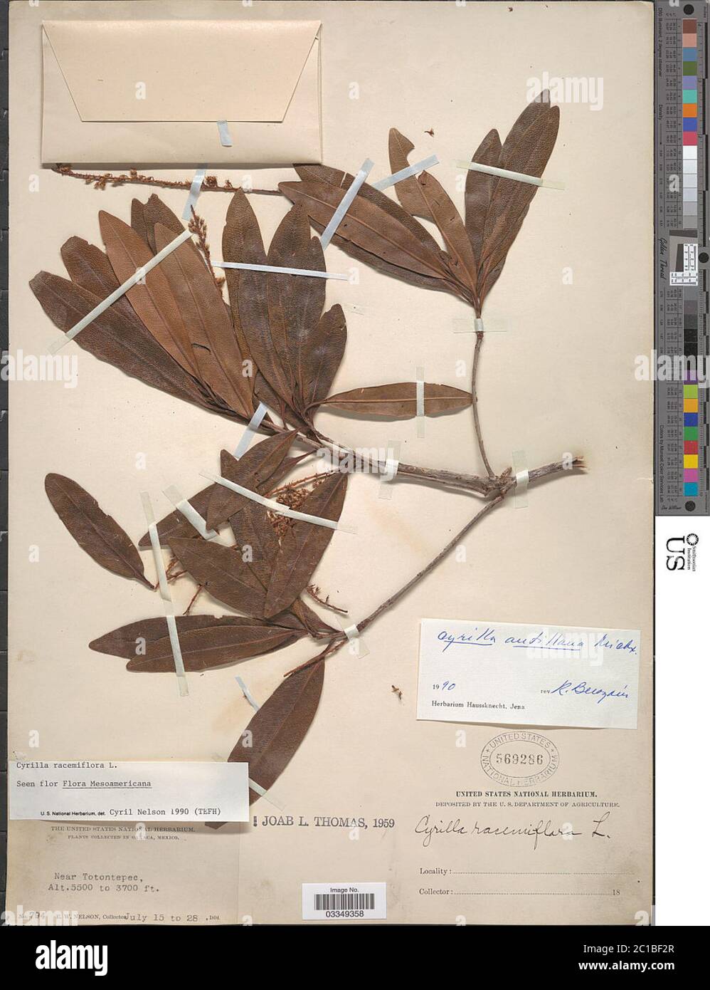 Antillana hi-res stock photography and images - Alamy