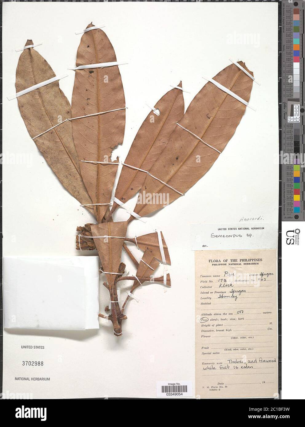 Semecarpus hi-res stock photography and images - Alamy