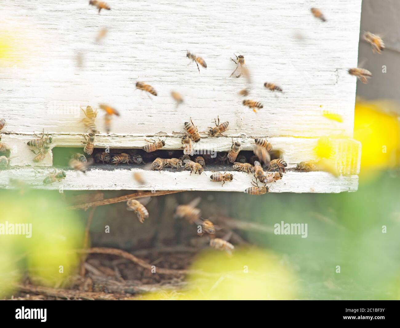 Bees up close hi-res stock photography and images - Alamy