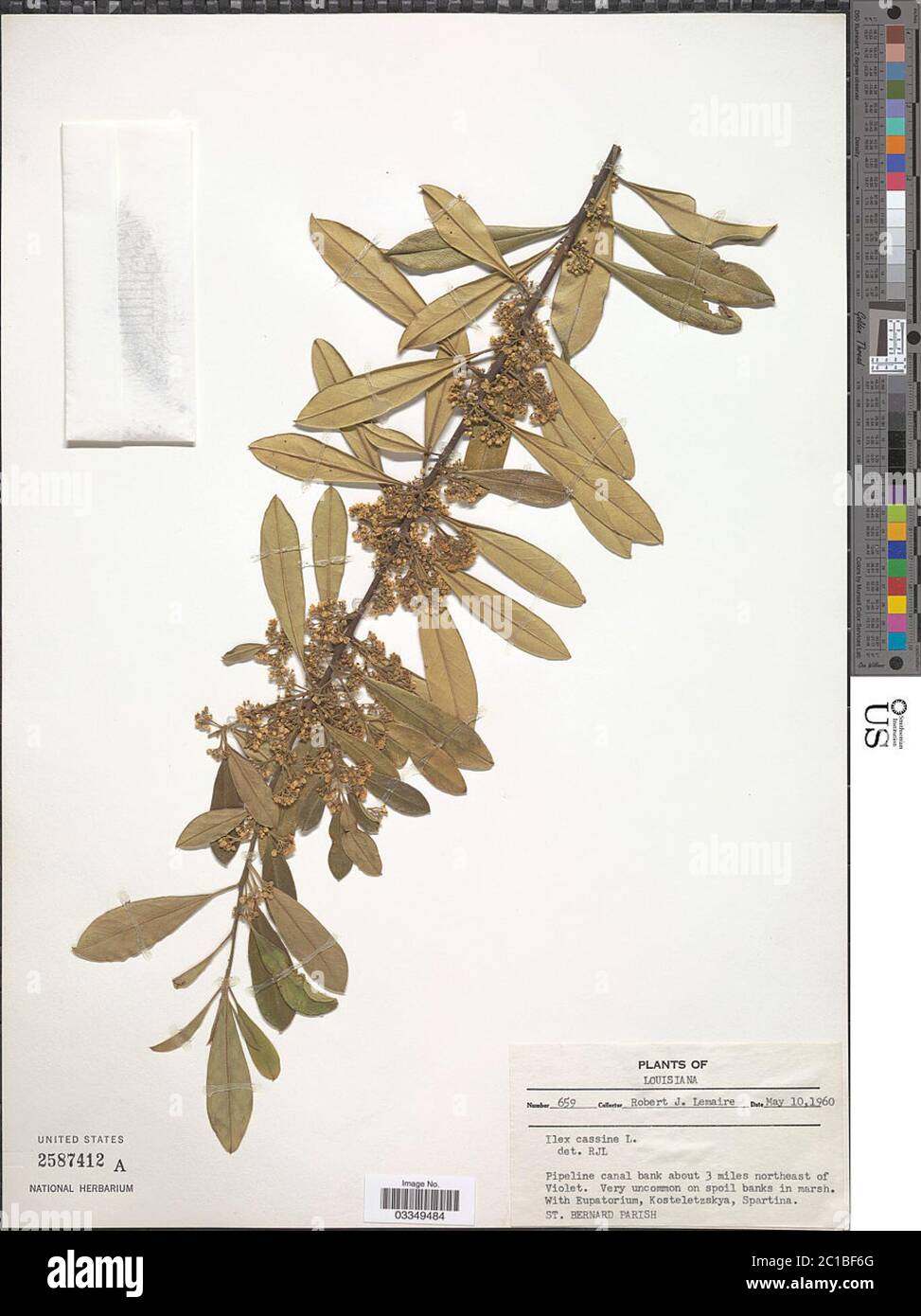 Cassine holly hi-res stock photography and images - Alamy