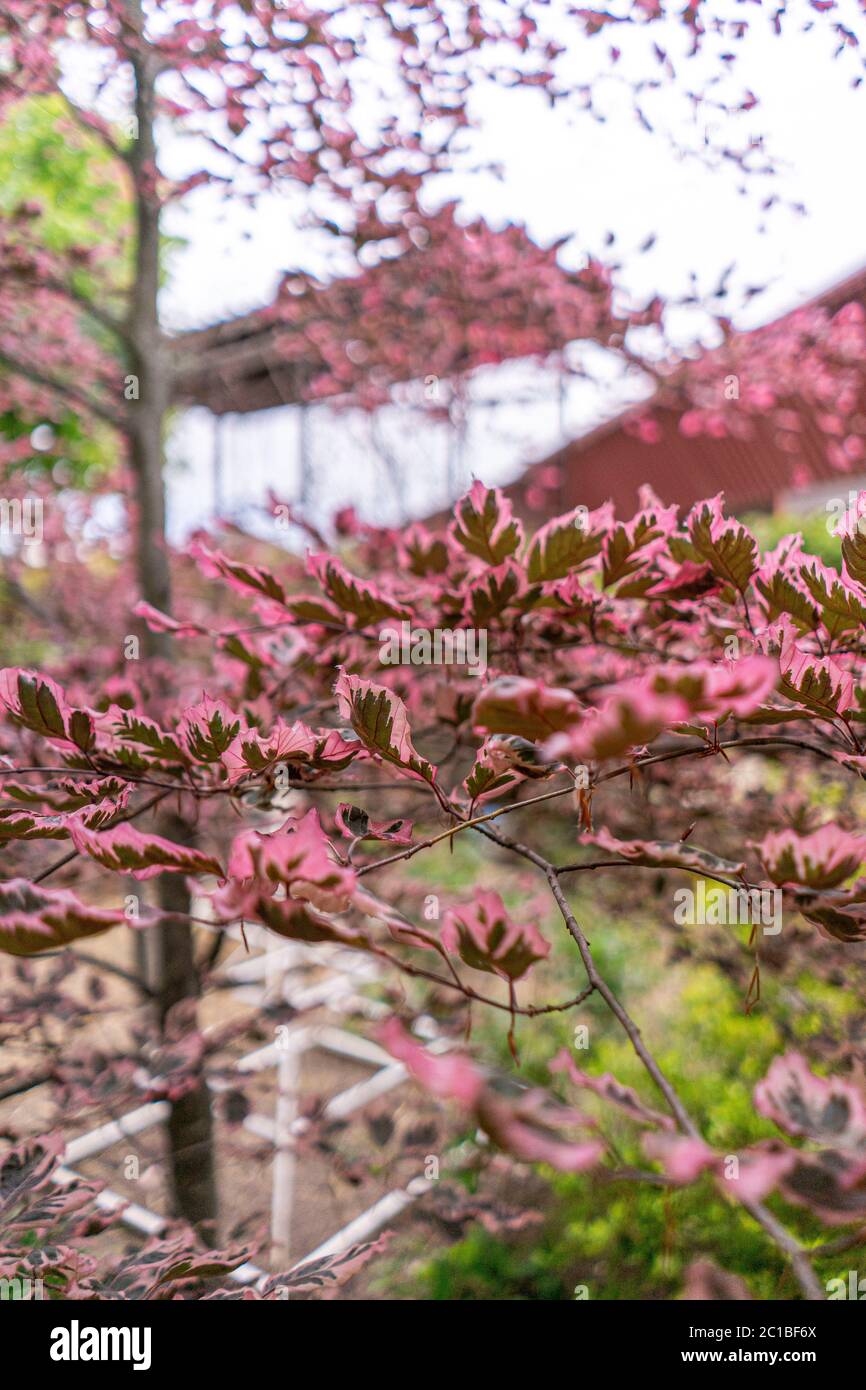 Beautiful decorative beech Stock Photo - Alamy