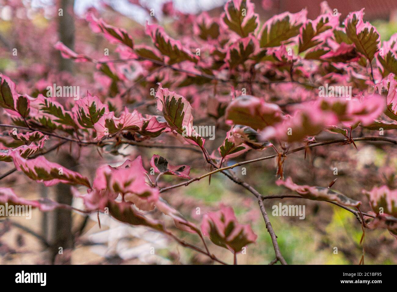 Beautiful decorative beech Stock Photo - Alamy