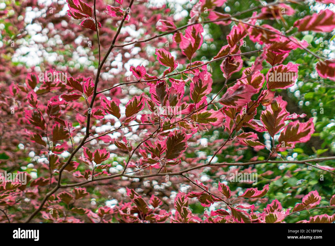 Beautiful decorative beech Stock Photo - Alamy