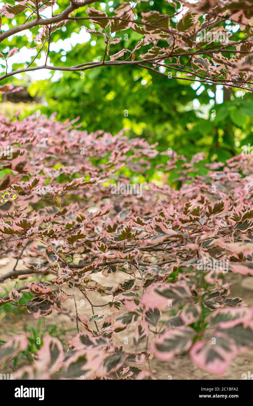 Beautiful decorative beech Stock Photo - Alamy
