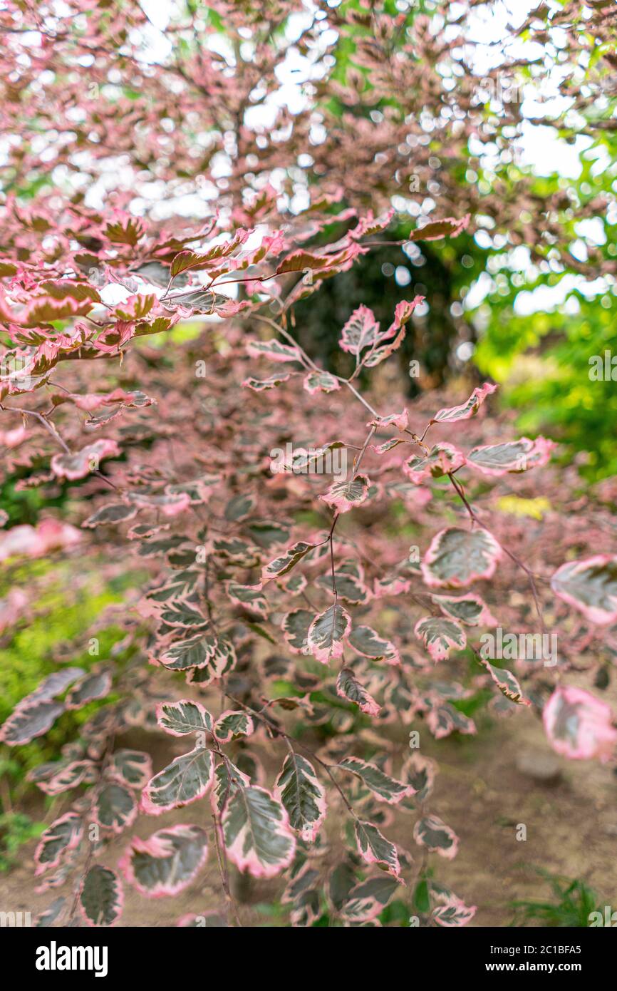 Beautiful decorative beech Stock Photo - Alamy