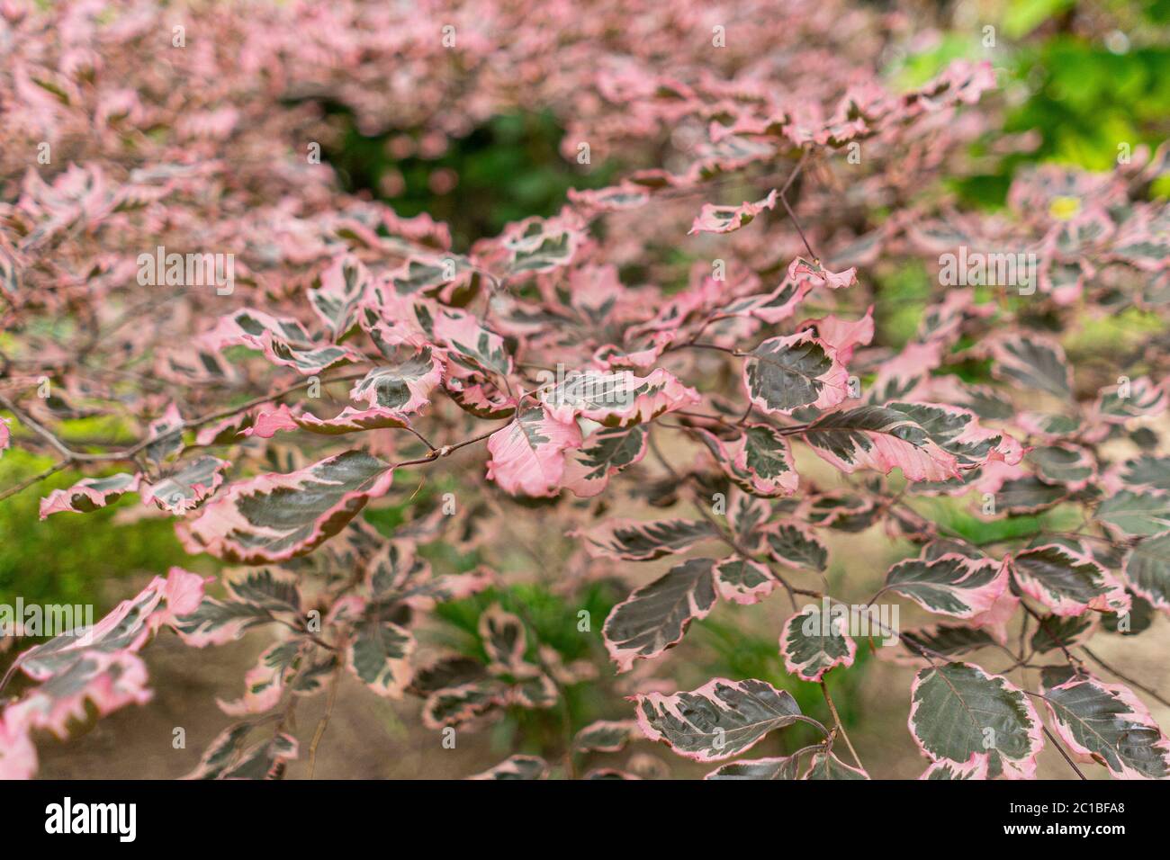 Beech wood fagus sylvatica hi-res stock photography and images - Alamy