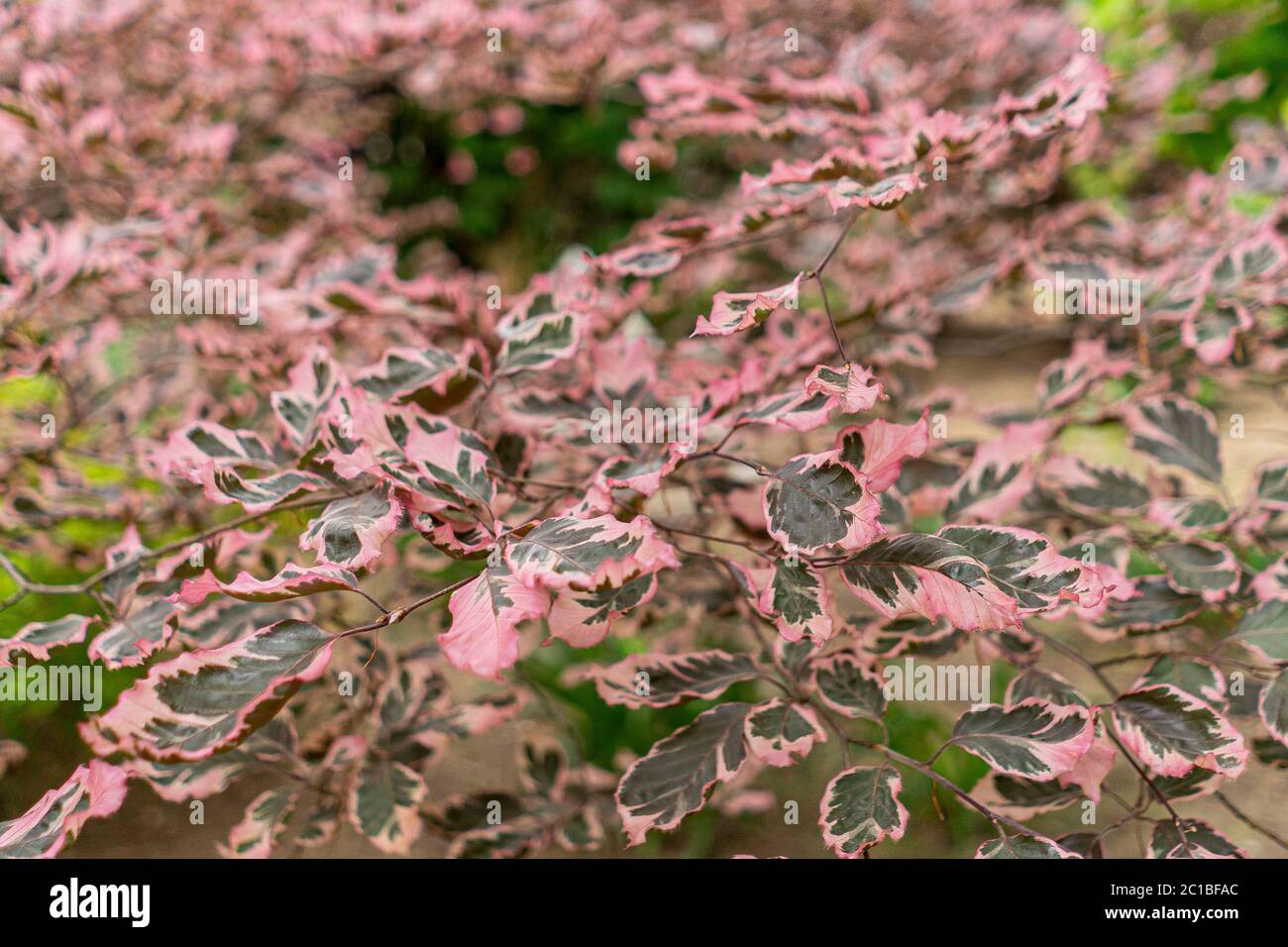 Beech bushes hi-res stock photography and images - Alamy