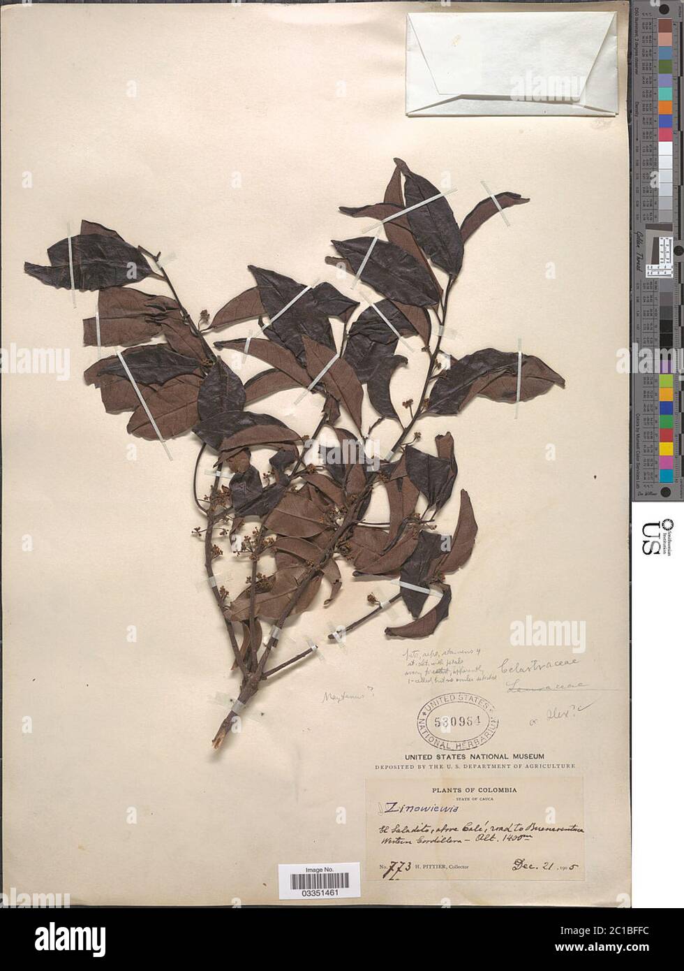 Ilex sp Ilex sp Stock Photo - Alamy