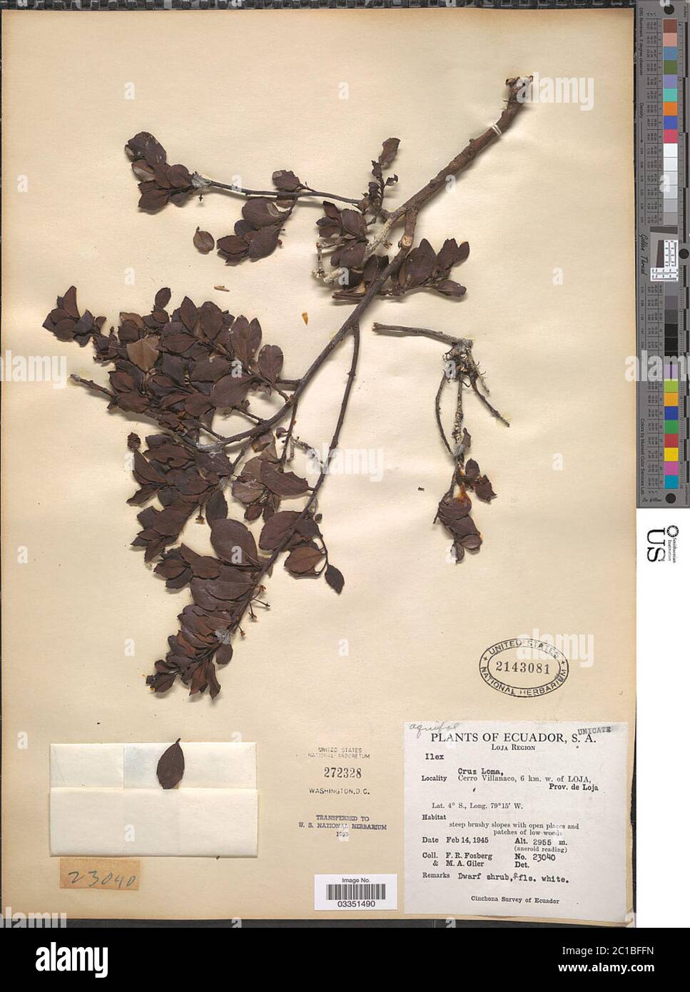 Ilex sp Ilex sp Stock Photo - Alamy