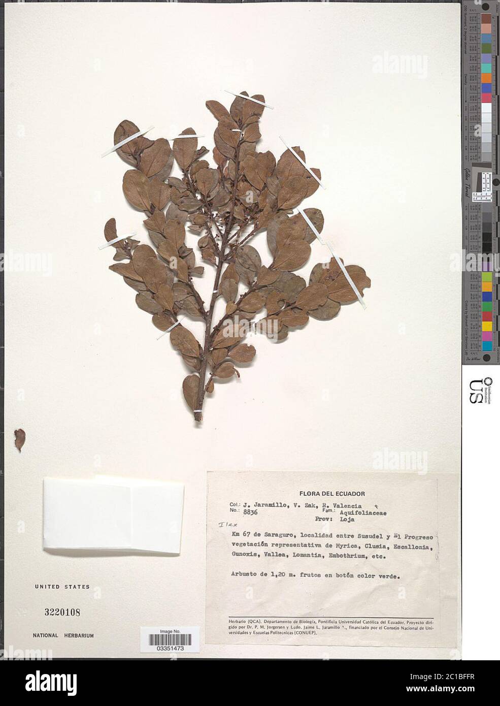 Ilex sp Ilex sp Stock Photo - Alamy