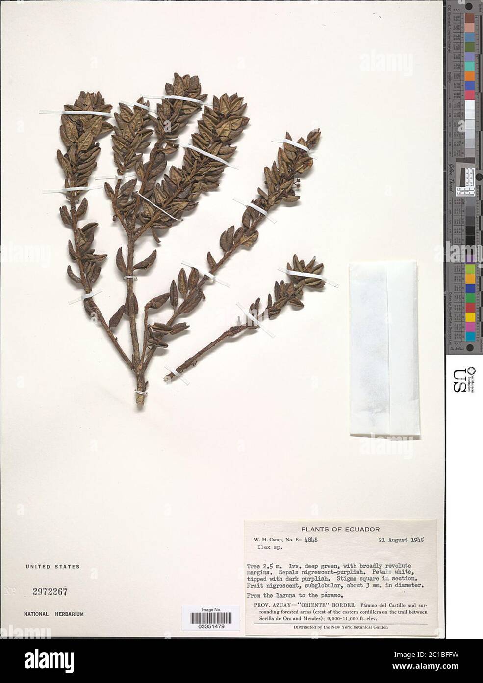 Ilex sp Ilex sp Stock Photo - Alamy