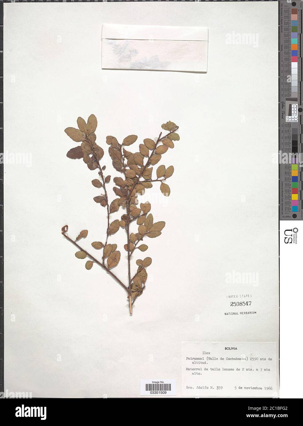 Ilex sp Ilex sp Stock Photo - Alamy