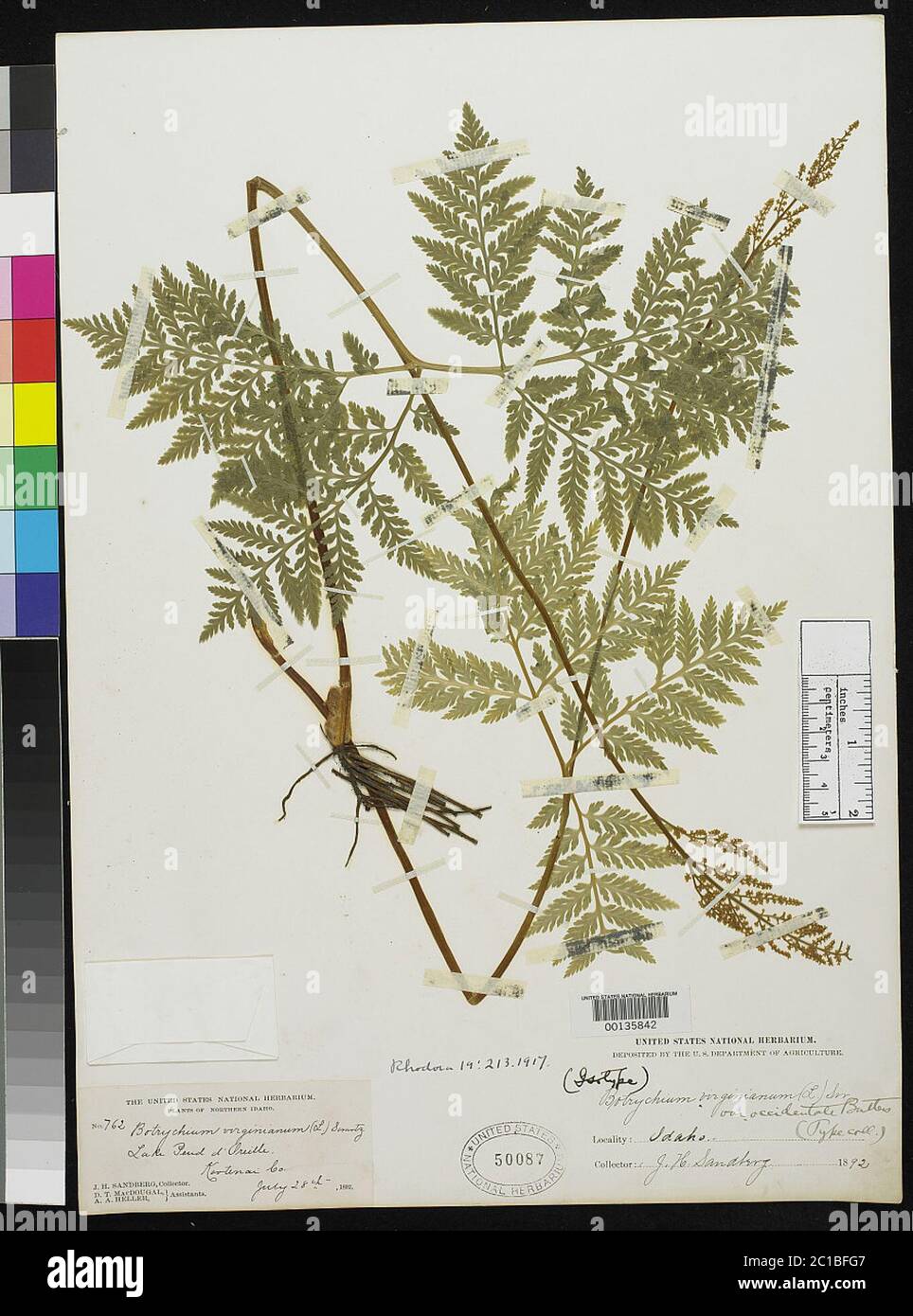 Botrychium virginianum hi-res stock photography and images - Alamy