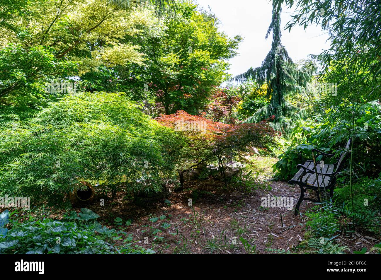 Japanese decorative maple close hi-res stock photography and images - Alamy