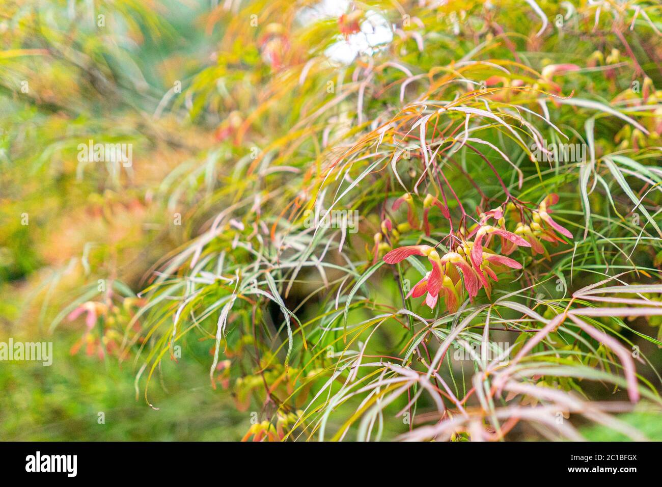 Spring red japanese maple hi-res stock photography and images - Alamy