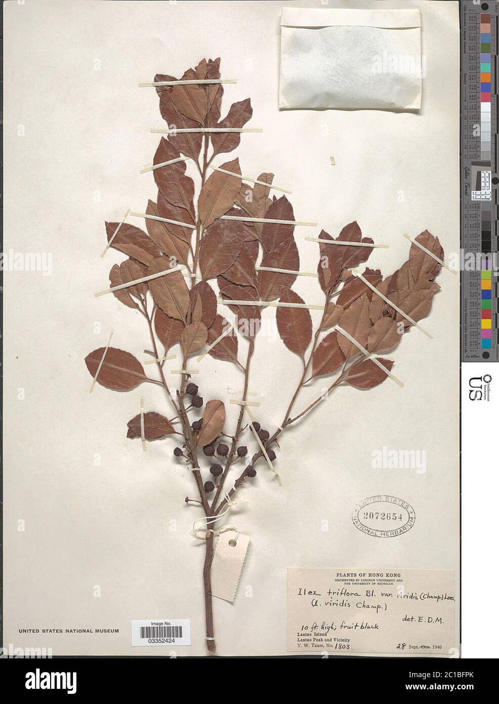 Ilex triflora Blume Ilex triflora Blume Stock Photo - Alamy