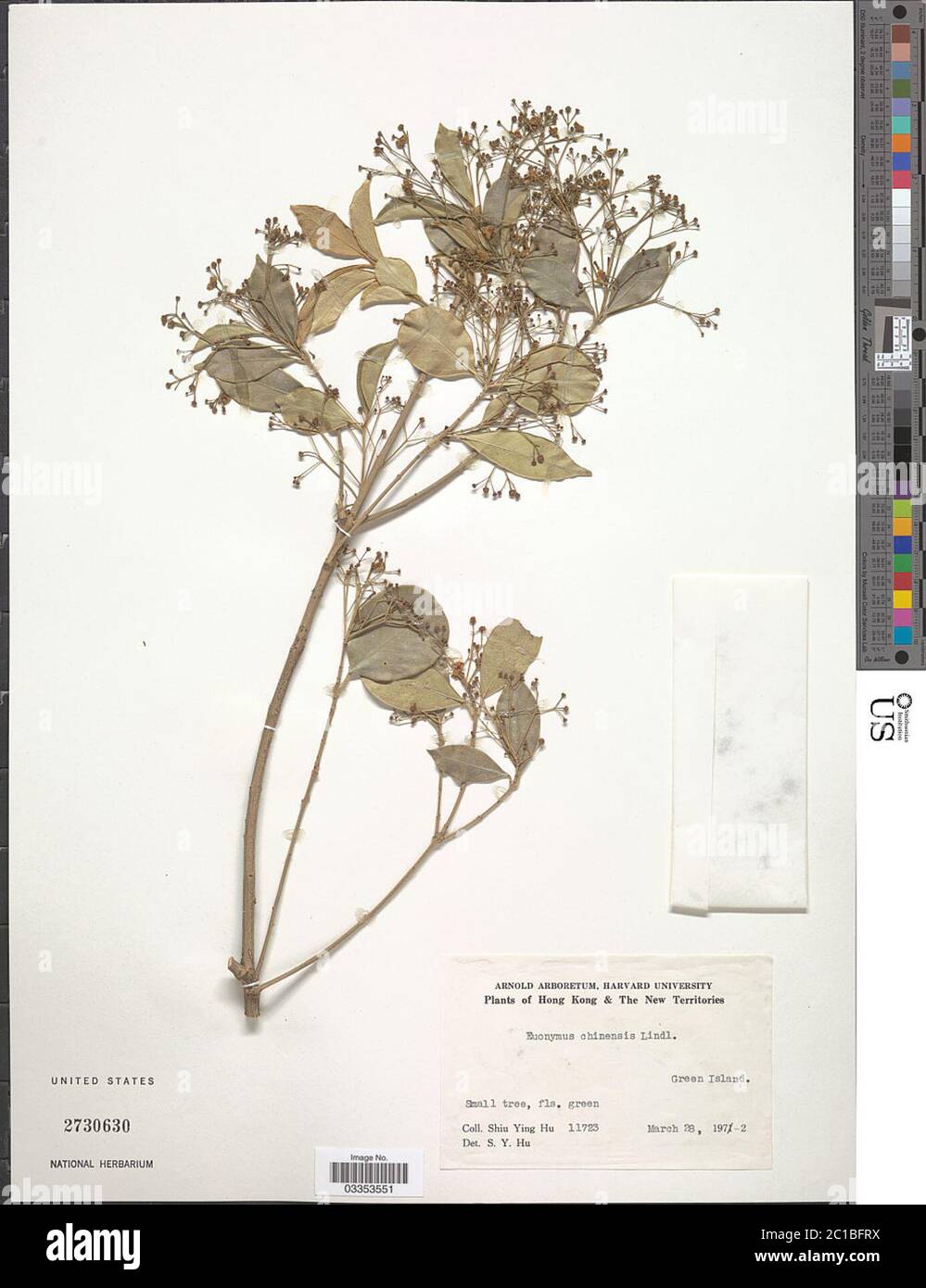 Euonymus nitidus Benth Euonymus nitidus Benth Stock Photo - Alamy