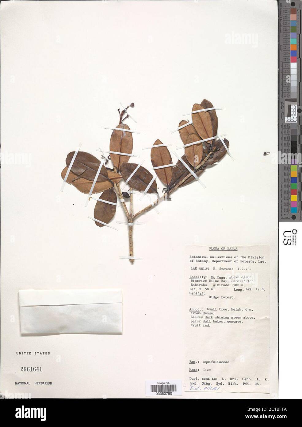 Ilex sp Ilex sp Stock Photo - Alamy