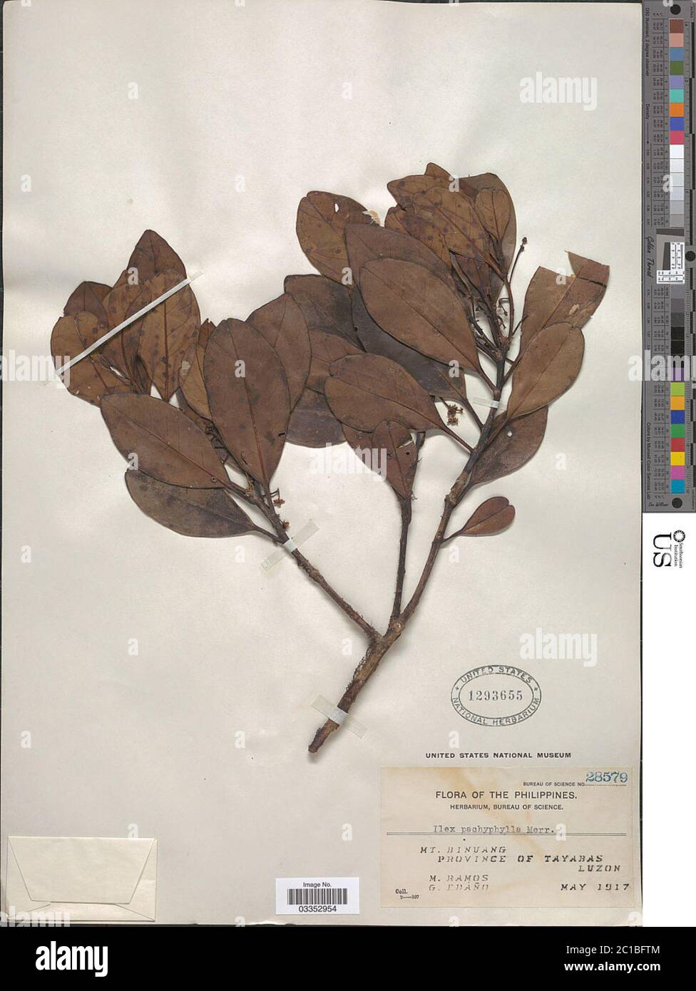 Pachyphylla hi-res stock photography and images - Alamy