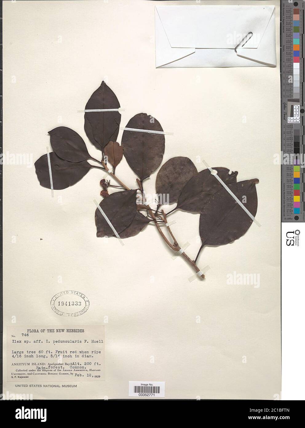 Ilex sp Ilex sp Stock Photo - Alamy