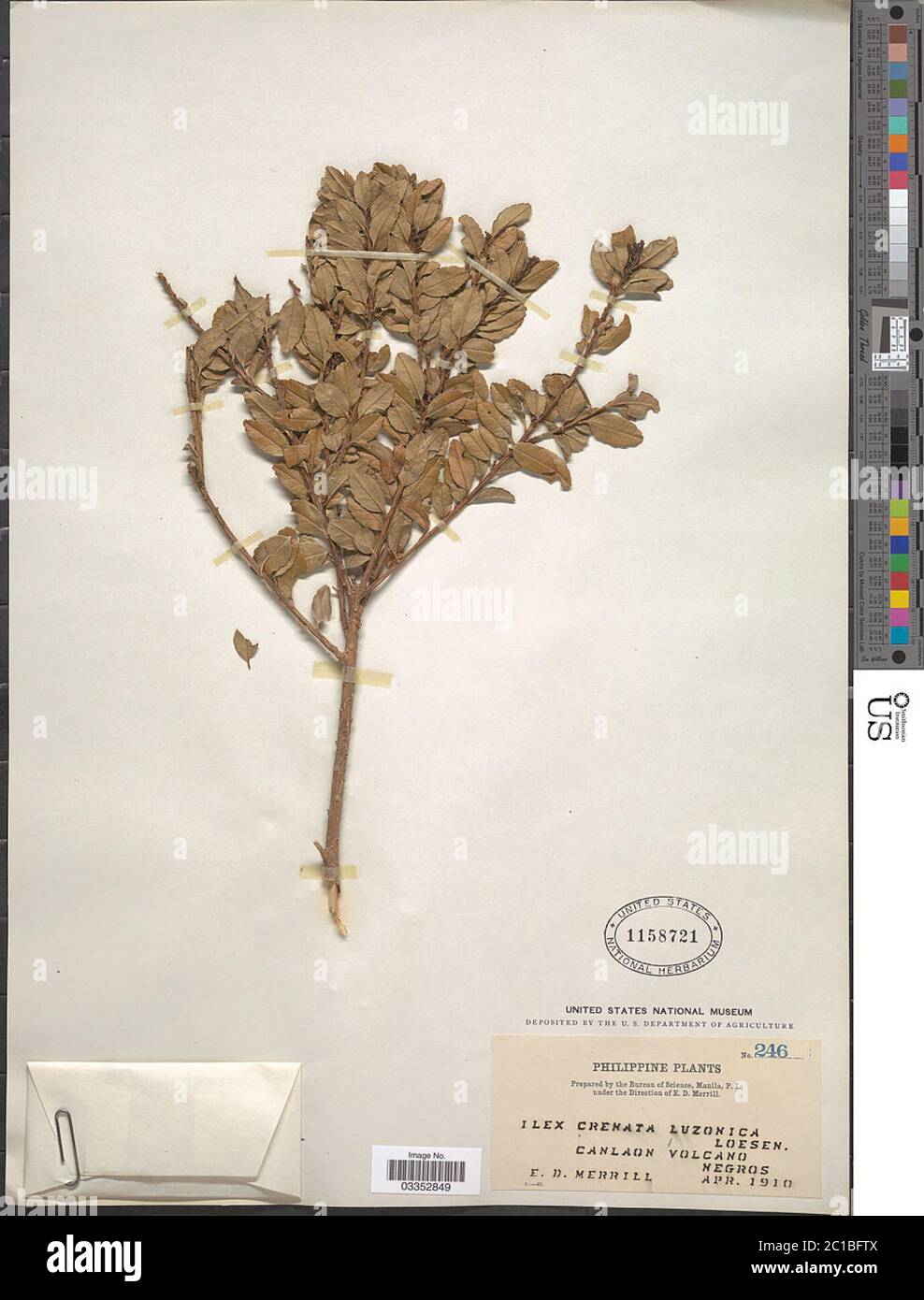Ilex crenata plant hi-res stock photography and images - Alamy