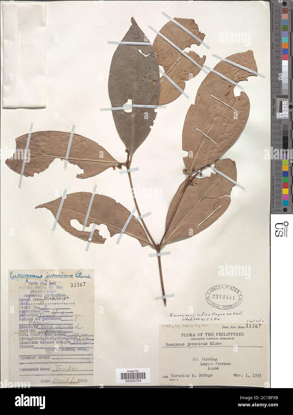 B indicus hi-res stock photography and images - Alamy