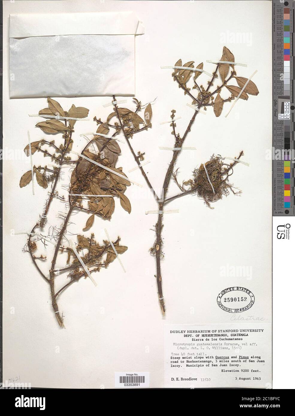 Microtropis guatemalensis Sprague Microtropis guatemalensis Sprague ...