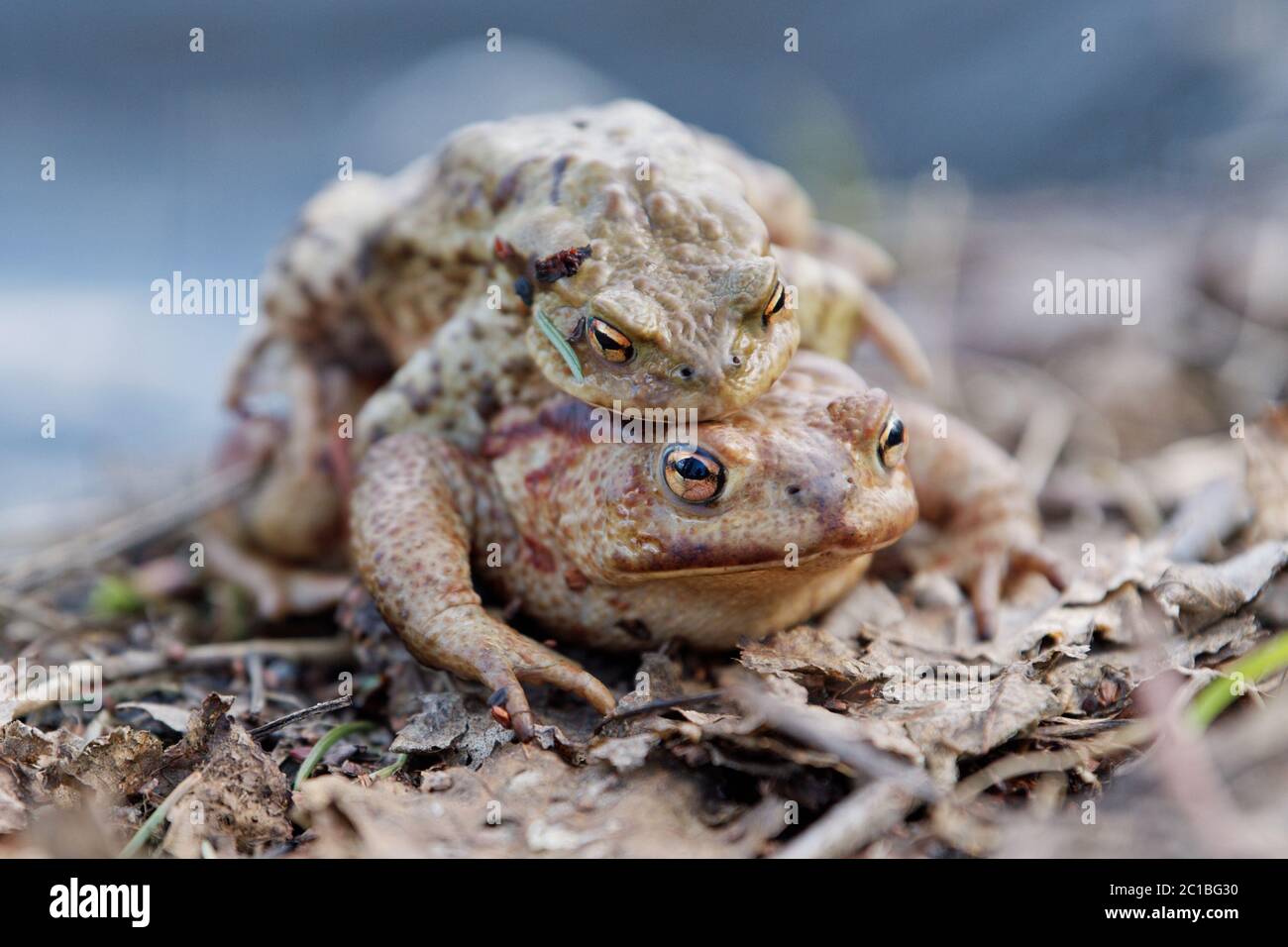 Cane toad in grass hi-res stock photography and images - Alamy