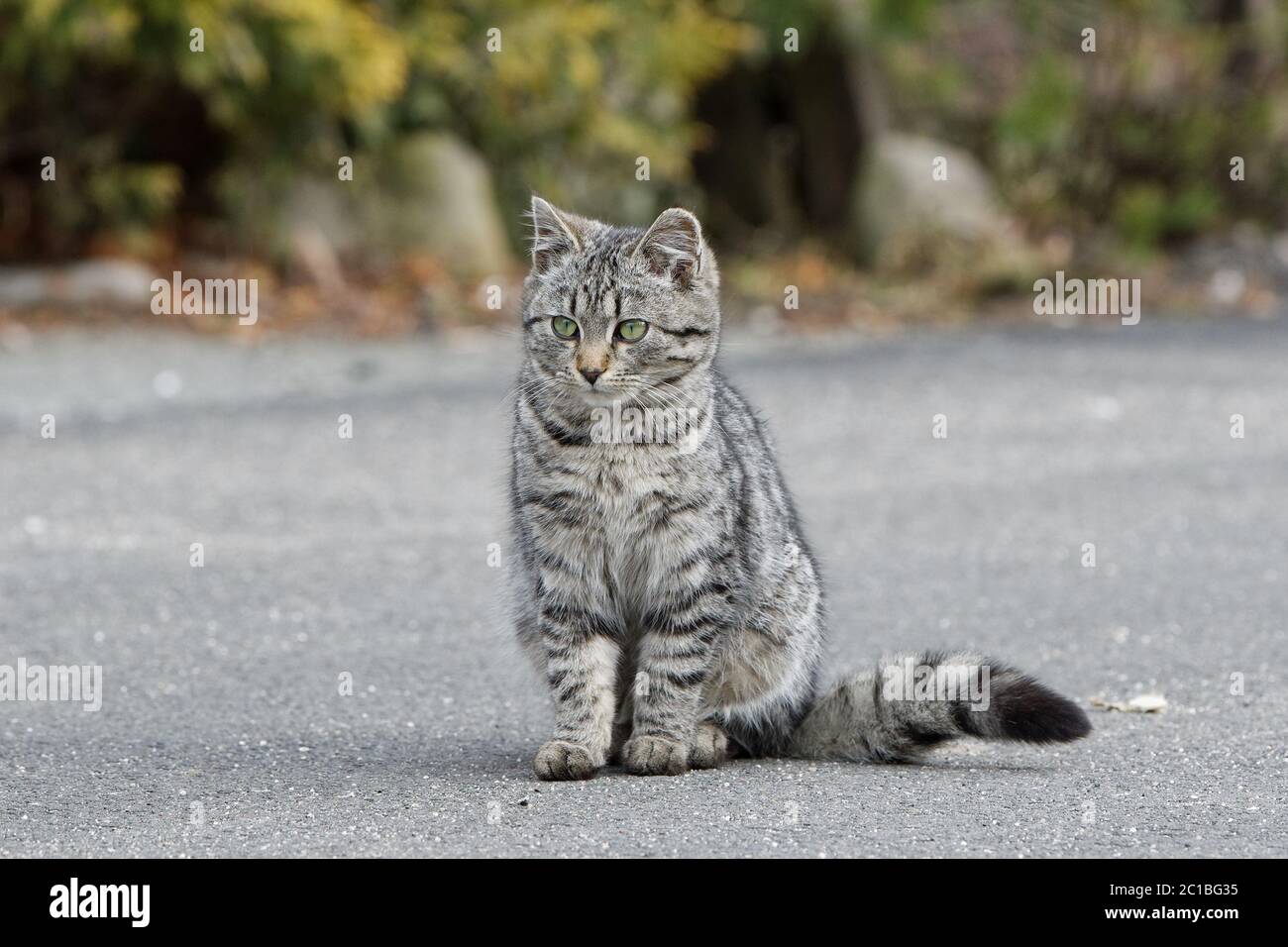 Portrait of shaggy cat on a grey asphalt road Stock Photo - Alamy