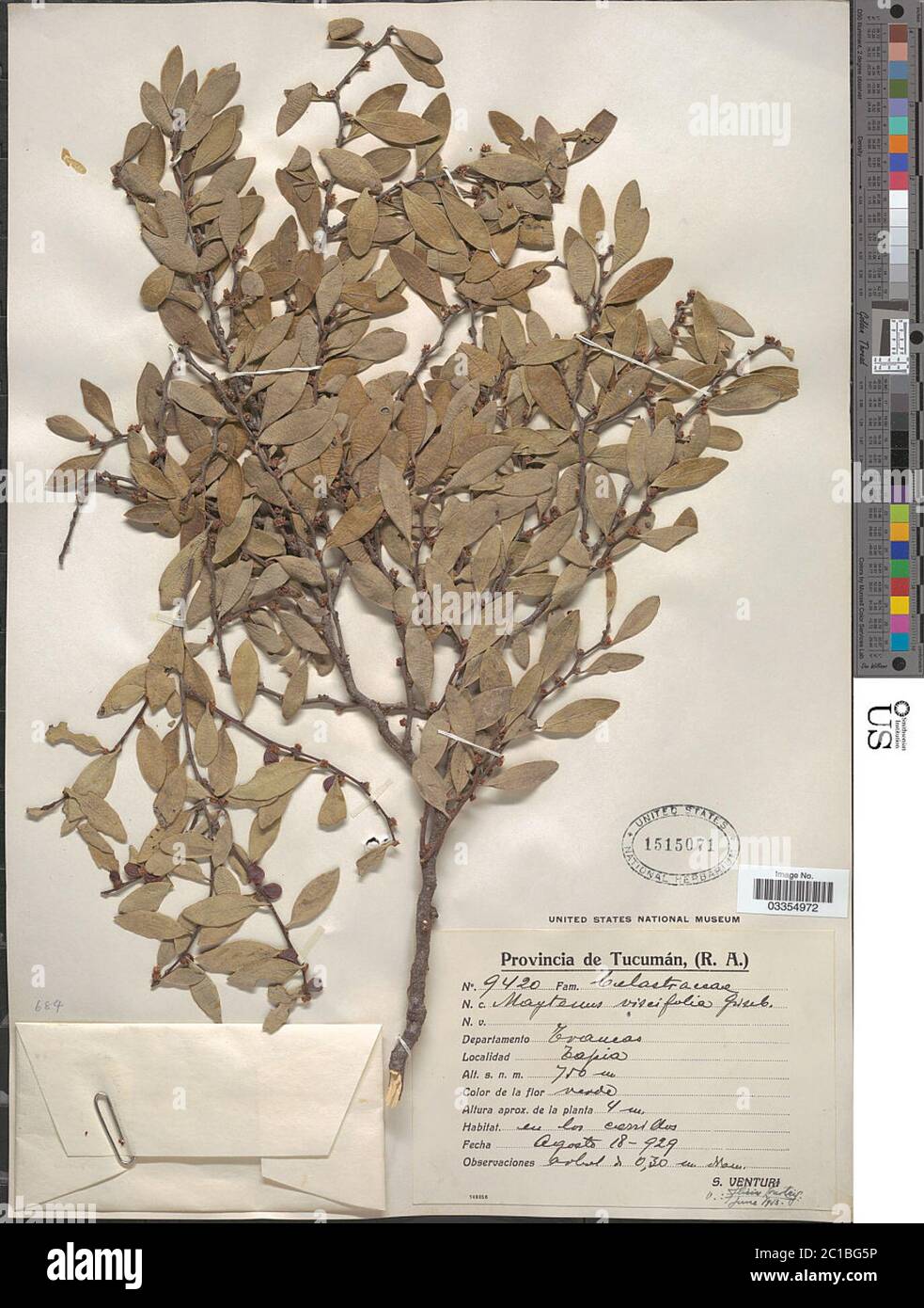Maytenus viscifolia Griseb Maytenus viscifolia Griseb Stock Photo - Alamy
