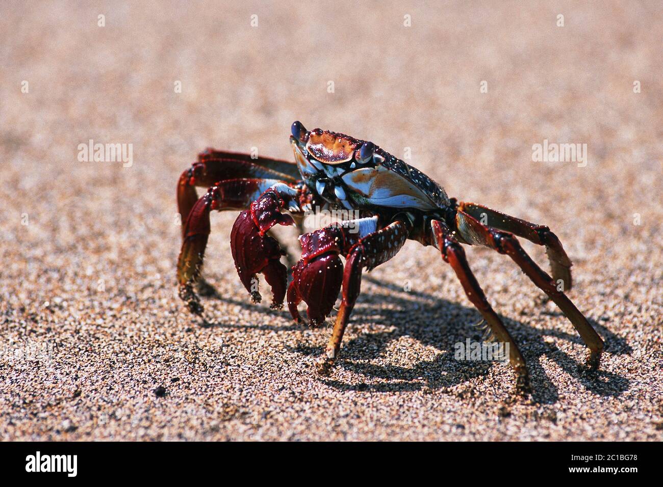 Grapsus adscensionis red rock hi-res stock photography and images - Alamy